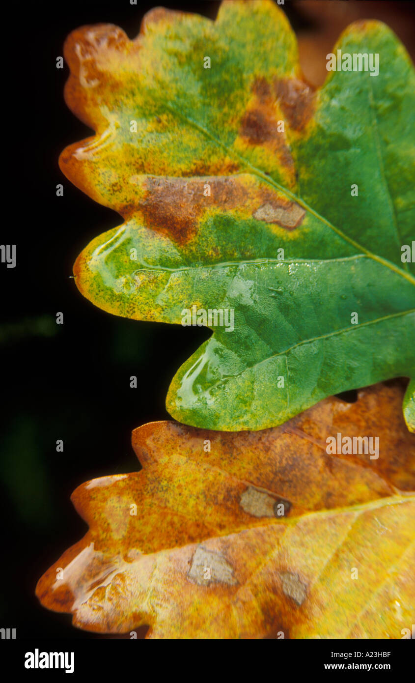 Uk leaves dripping rain hi-res stock photography and images - Alamy