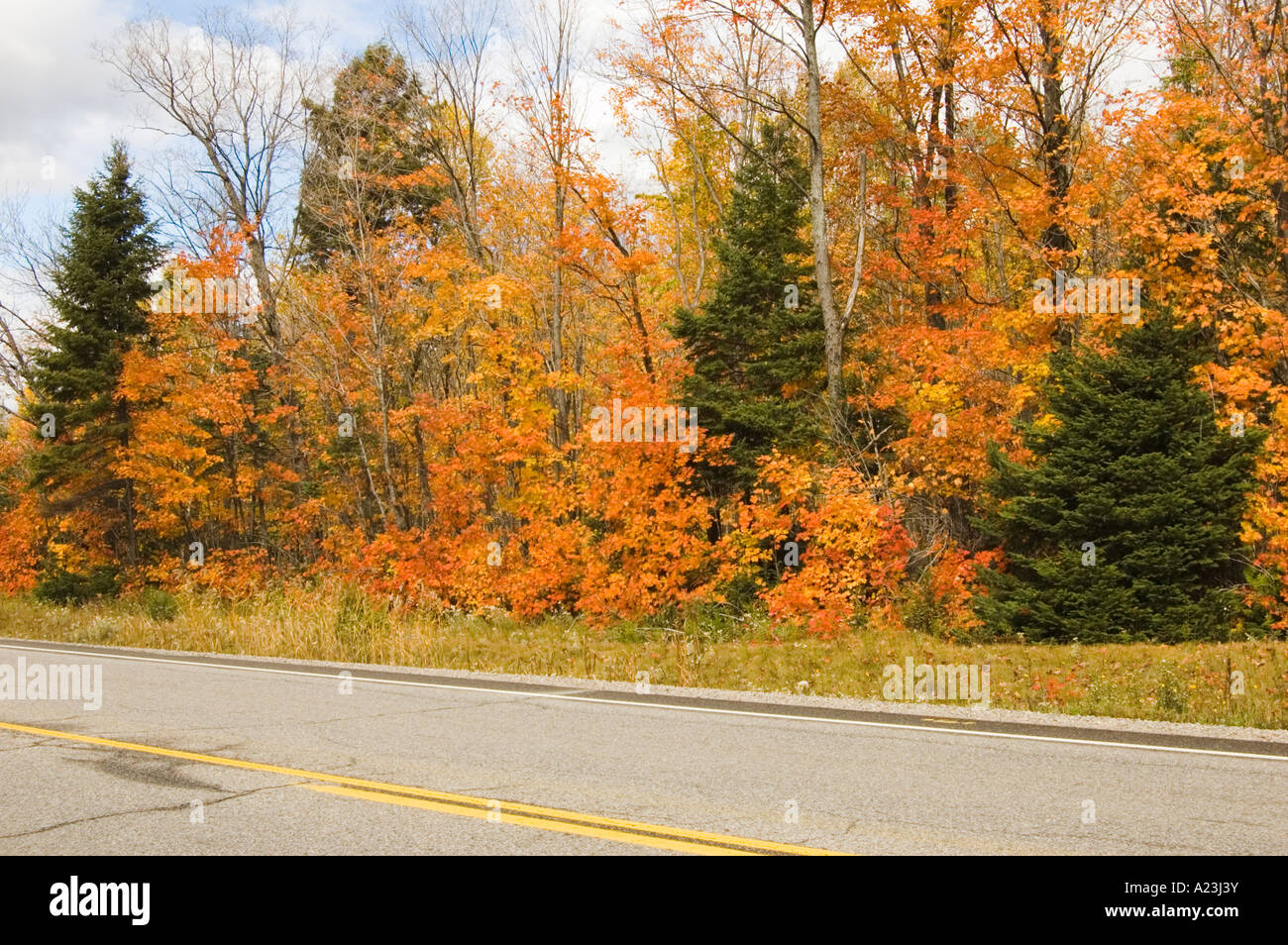 Beautiful autumn color trees Stock Photo - Alamy