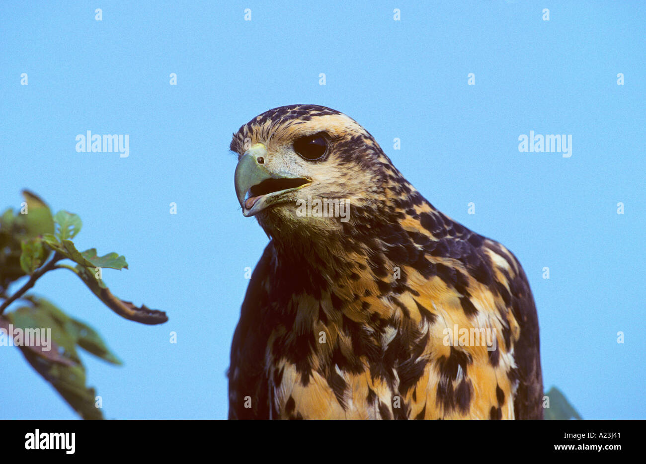 Great Black Hawk immature Buteogallus urubitinga Stock Photo - Alamy