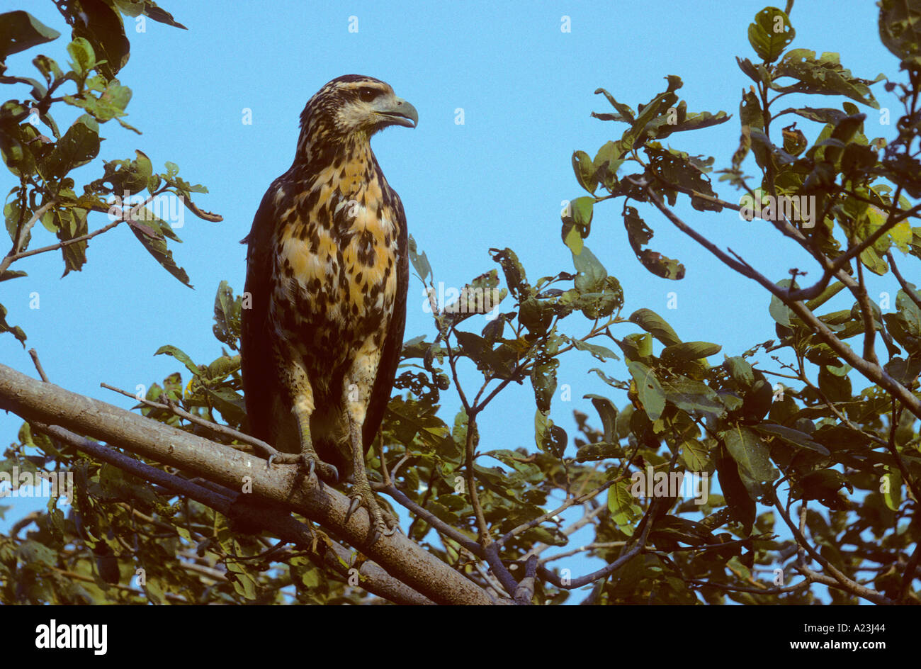 Great Black Hawk immature Buteogallus urubitinga Stock Photo - Alamy