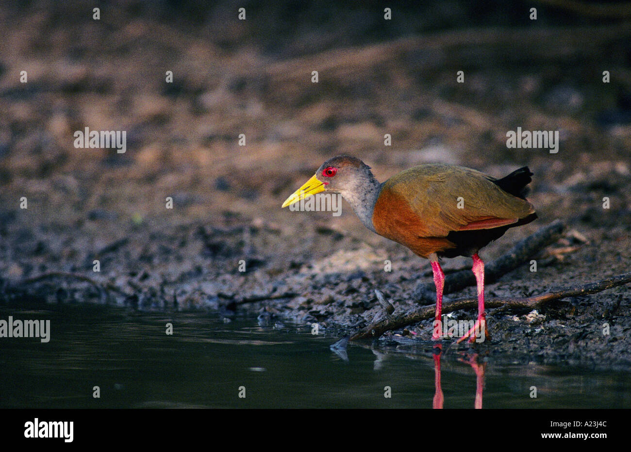 Grey necked Gray necked Wood Rail Aramides cajanea Stock Photo - Alamy