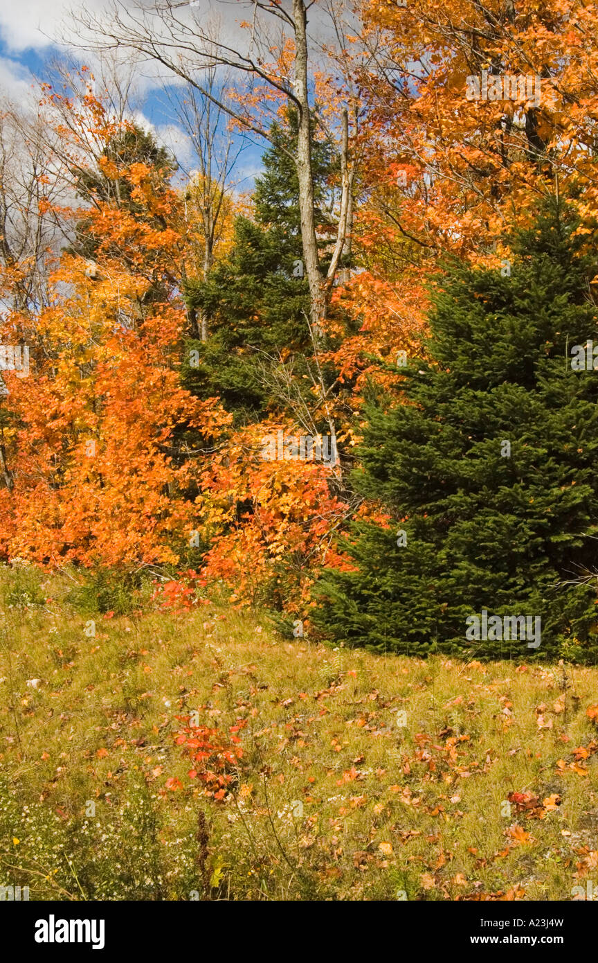 Beautiful autumn color trees Stock Photo - Alamy