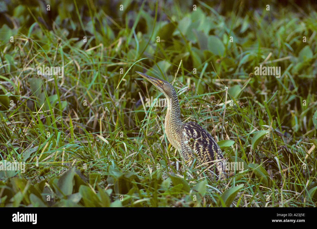 Bittern posture hi-res stock photography and images - Alamy