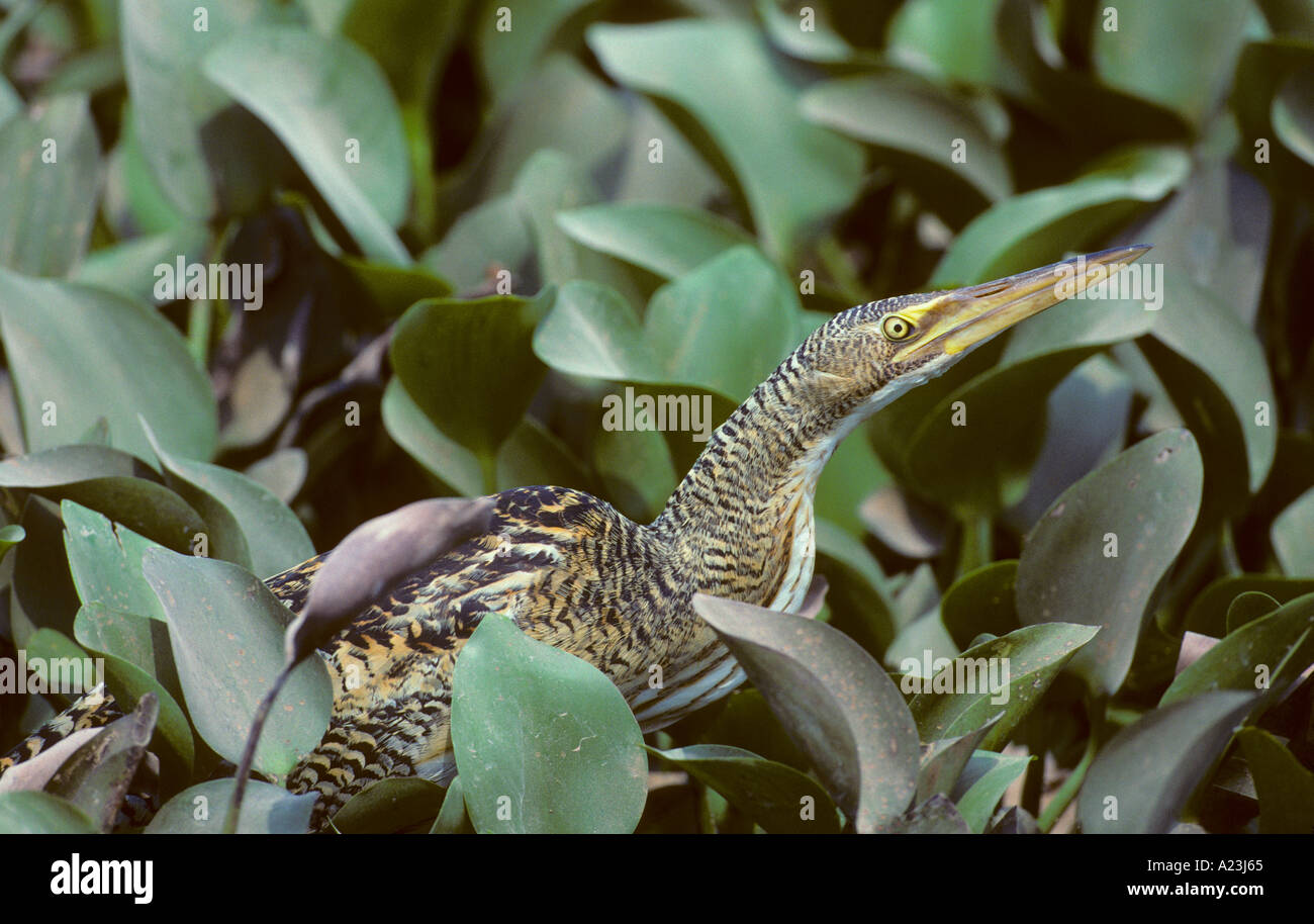 Pinnated bittern botaurus pinnatus hi-res stock photography and images ...