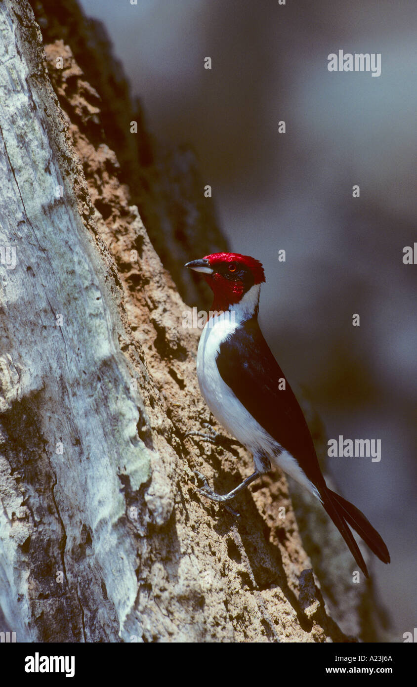 Red capped Cardinal Paroaria gularis Stock Photo - Alamy