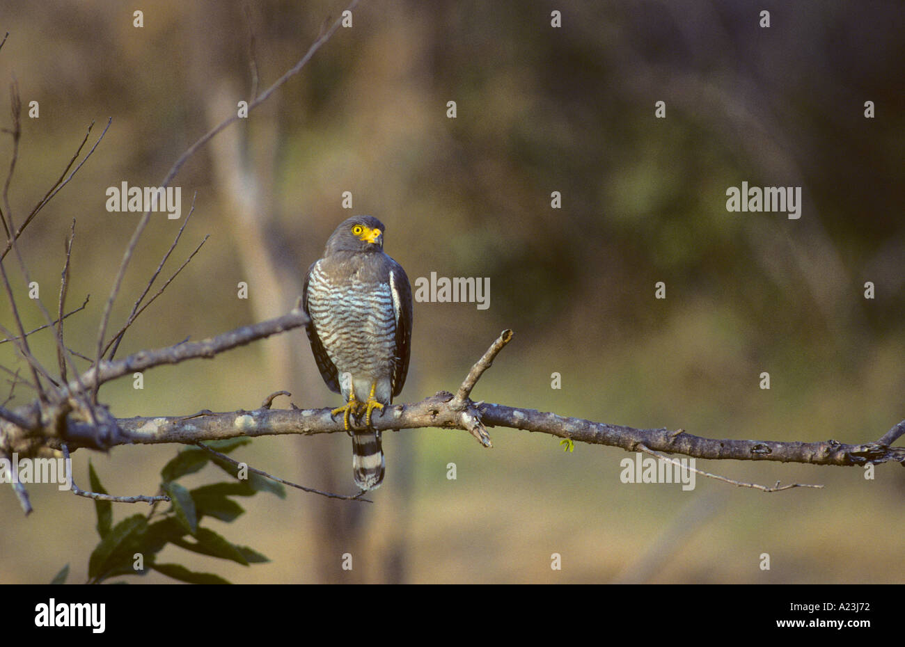 Roadside hawks hi-res stock photography and images - Alamy