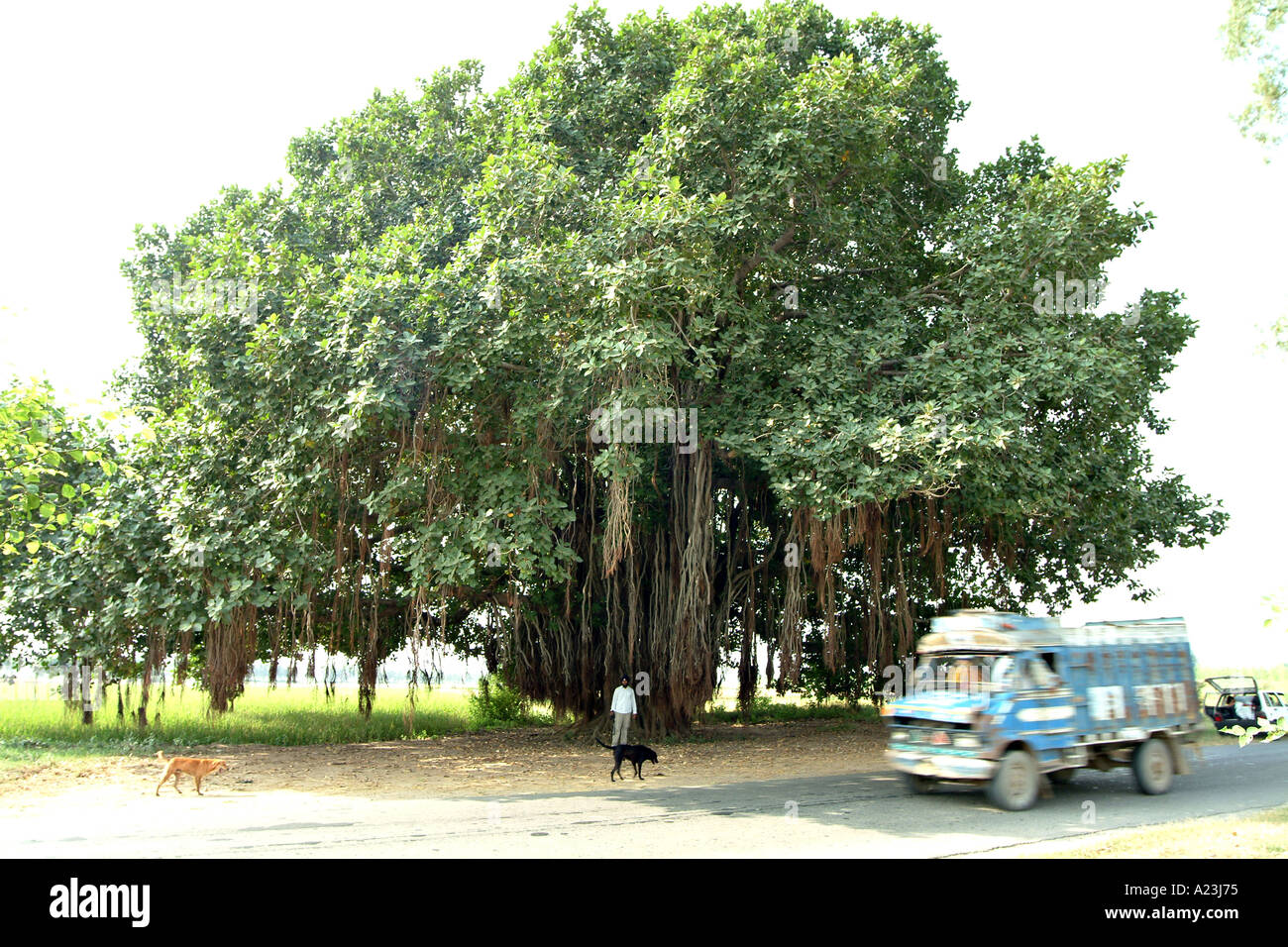 A very old Indian tree with big canopy and air roots Stock Photo - Alamy