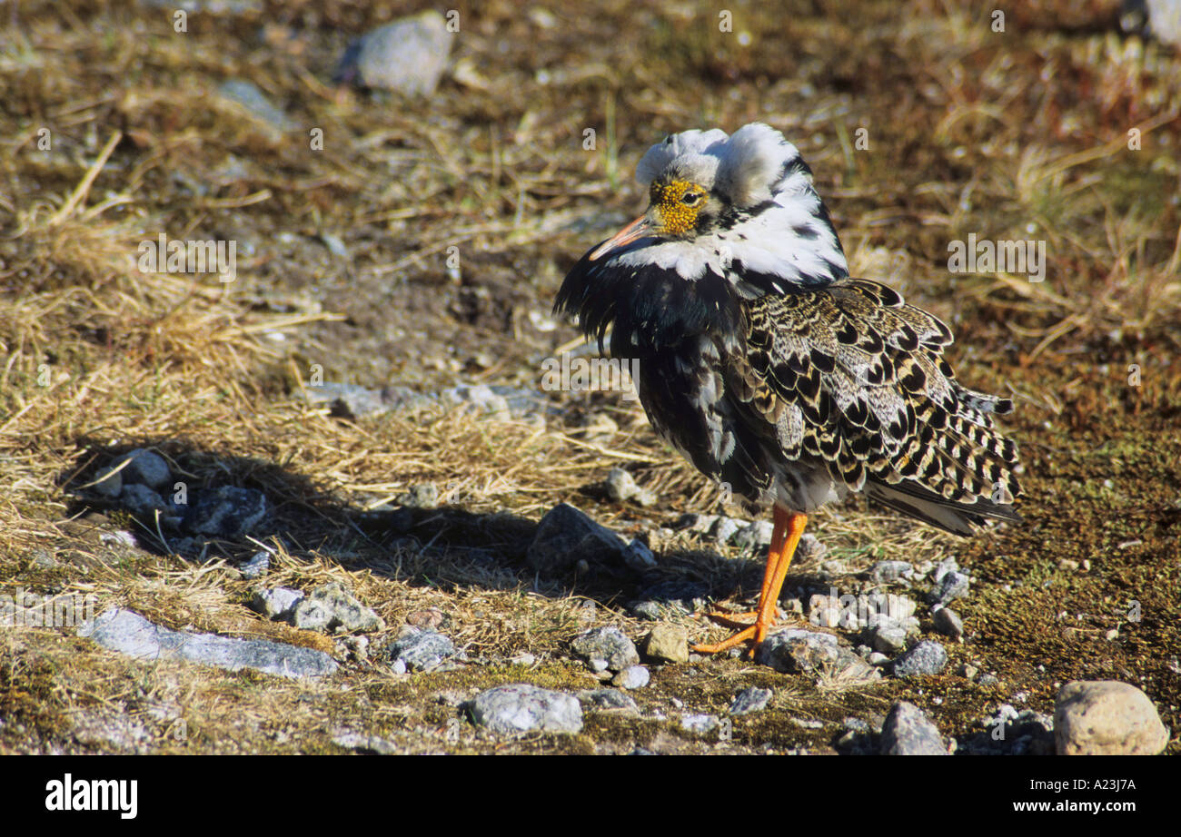 Ruff male bird hi-res stock photography and images - Alamy