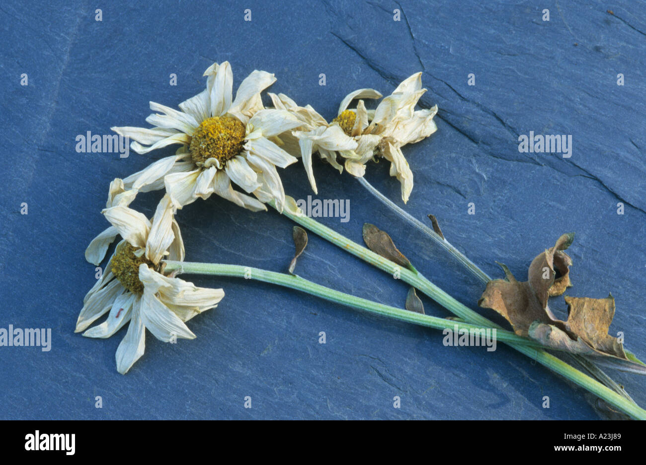 Melancholy blooms hi-res stock photography and images - Alamy