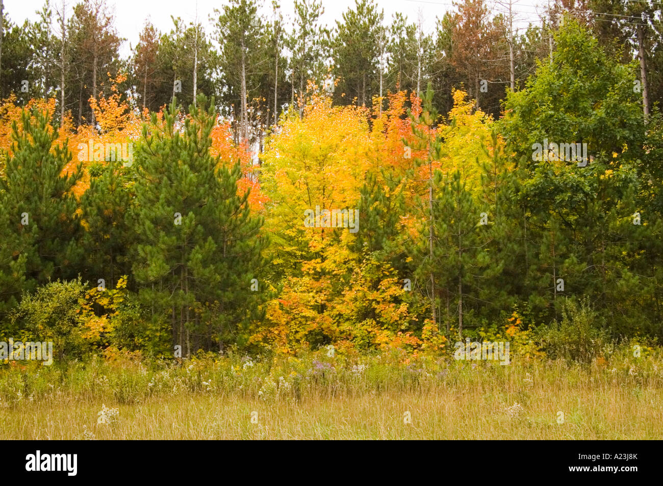 Beautiful autumn color trees Stock Photo - Alamy