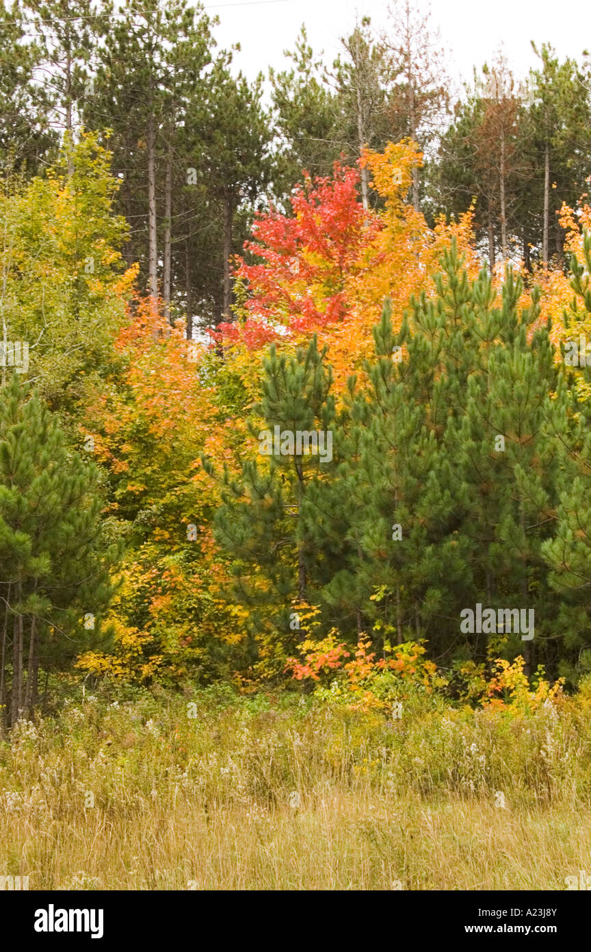 Beautiful autumn color trees Stock Photo - Alamy
