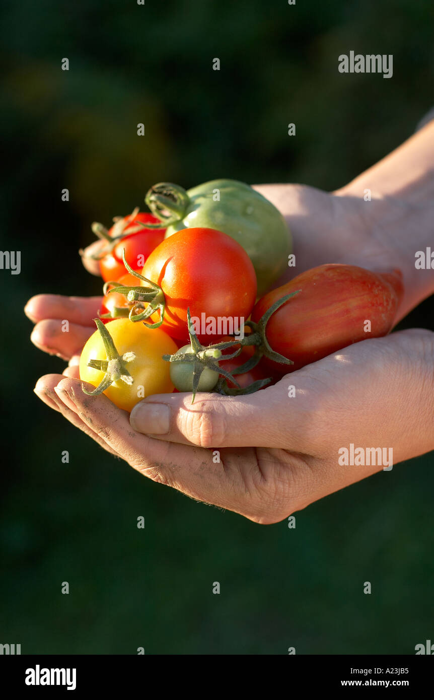 tomato crop hands holding differently shaped and colored tomatoes Stock ...
