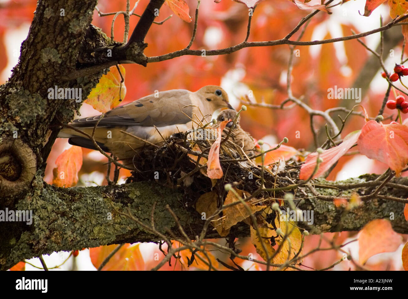 Nesting Bird in Tree Stock Photo - Alamy
