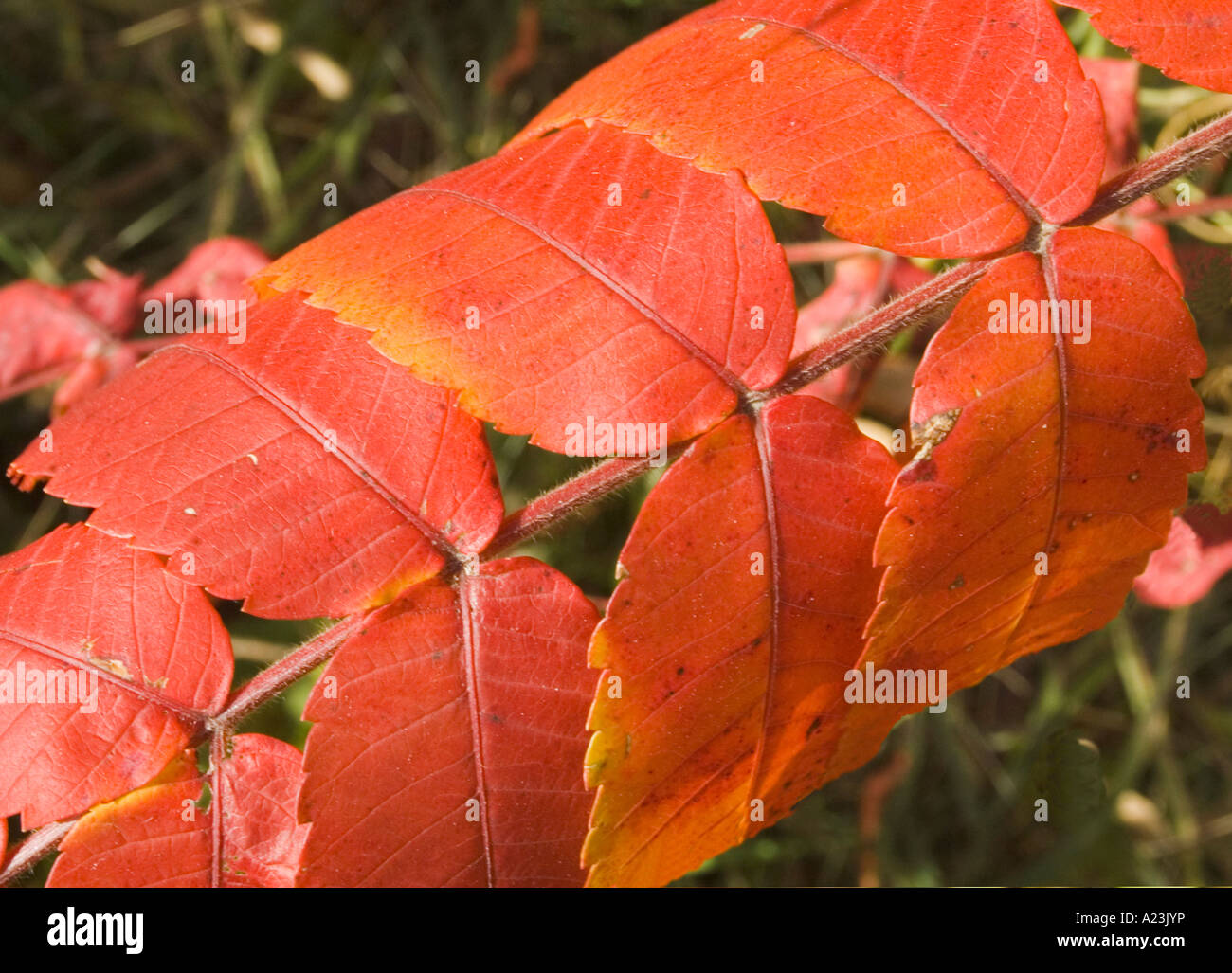 Fall colors in the St Clair Michigan area Stock Photo - Alamy