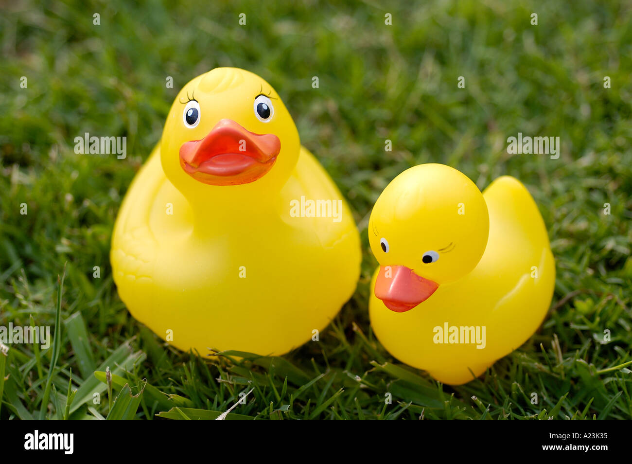 Two rubber ducks Stock Photo - Alamy