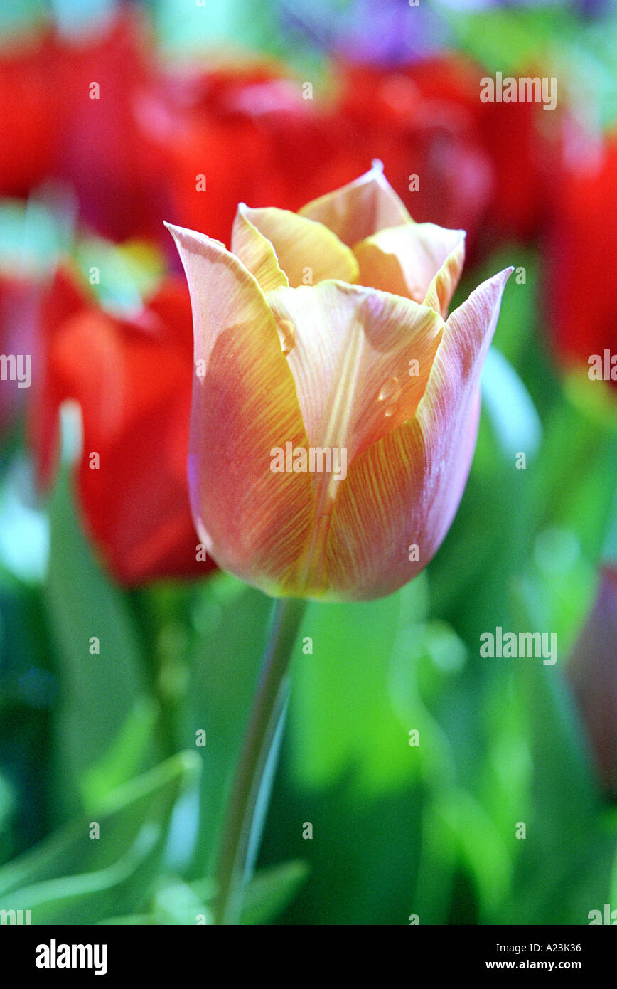 lone peach tulip Stock Photo - Alamy