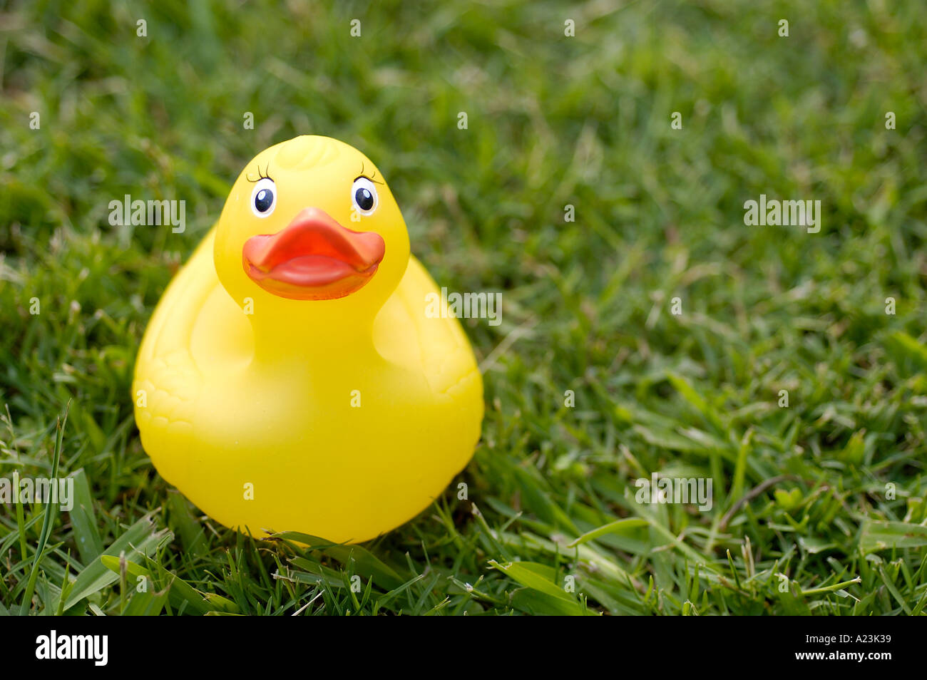 Rubber duck Stock Photo - Alamy