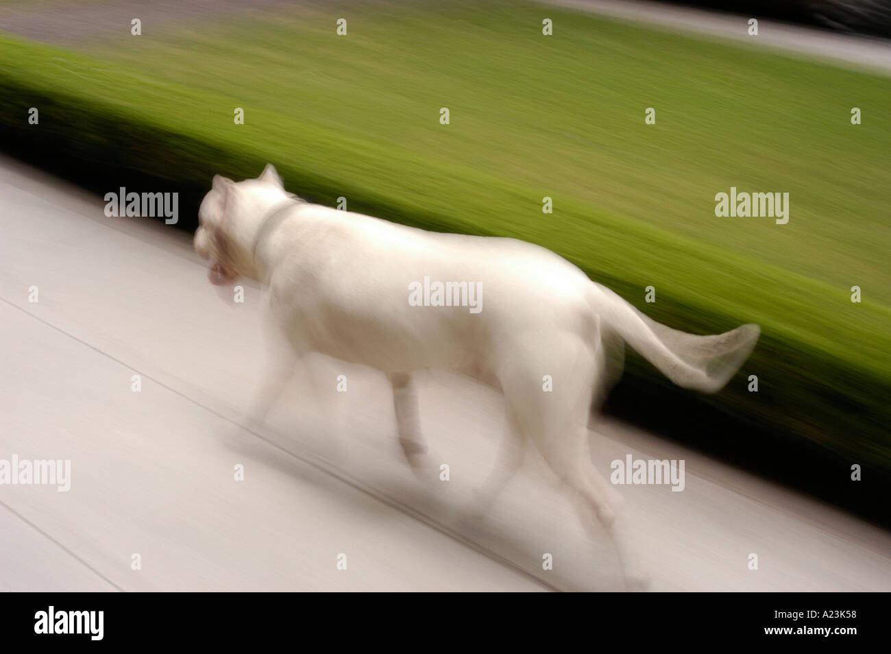 white dog walking Stock Photo - Alamy