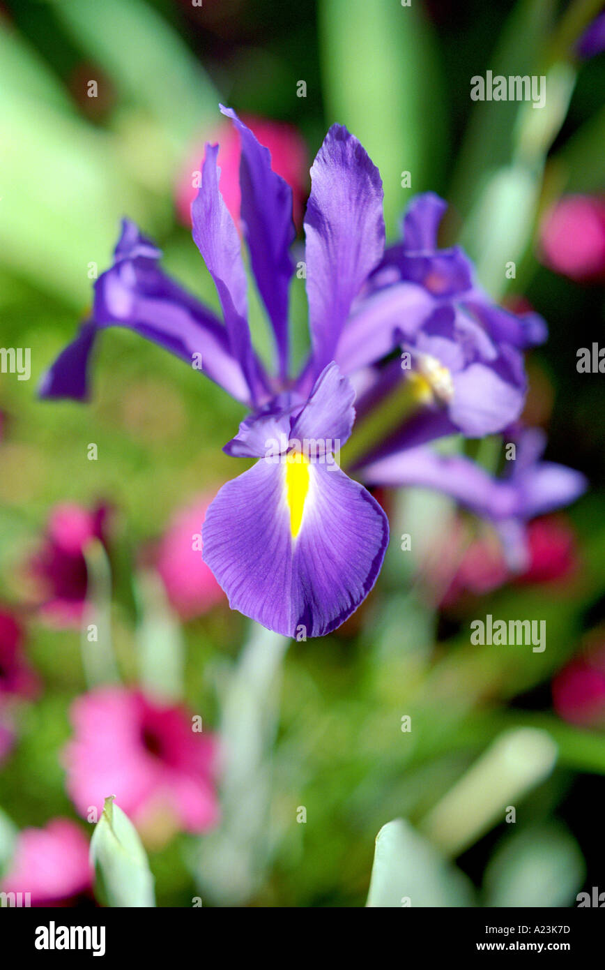 verticle violet iris Stock Photo - Alamy