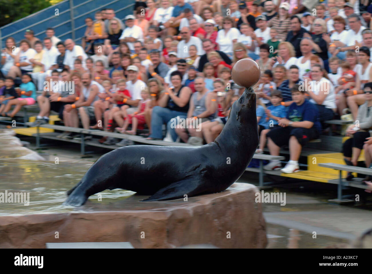 Sea lion ball clapping hi-res stock photography and images - Alamy