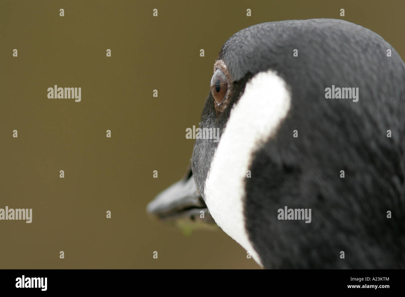Canada Goose face close-up Stock Photo - Alamy