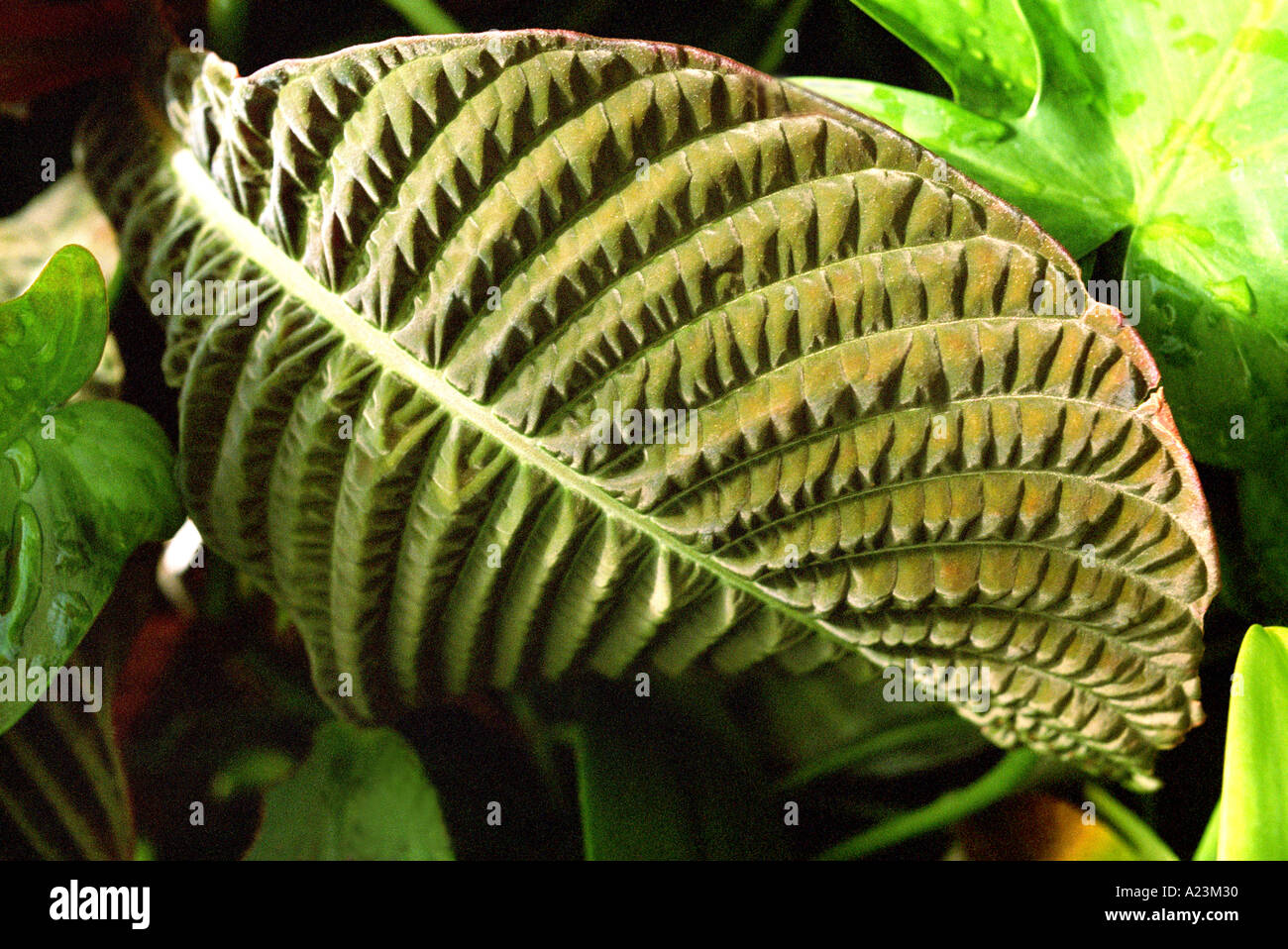Velvet leaf hi-res stock photography and images - Alamy