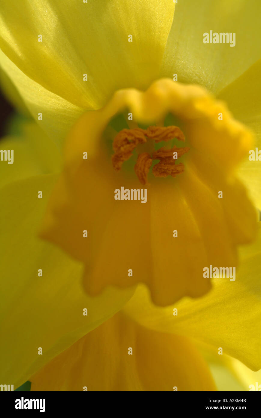 Multi headed daffodil hi-res stock photography and images - Alamy