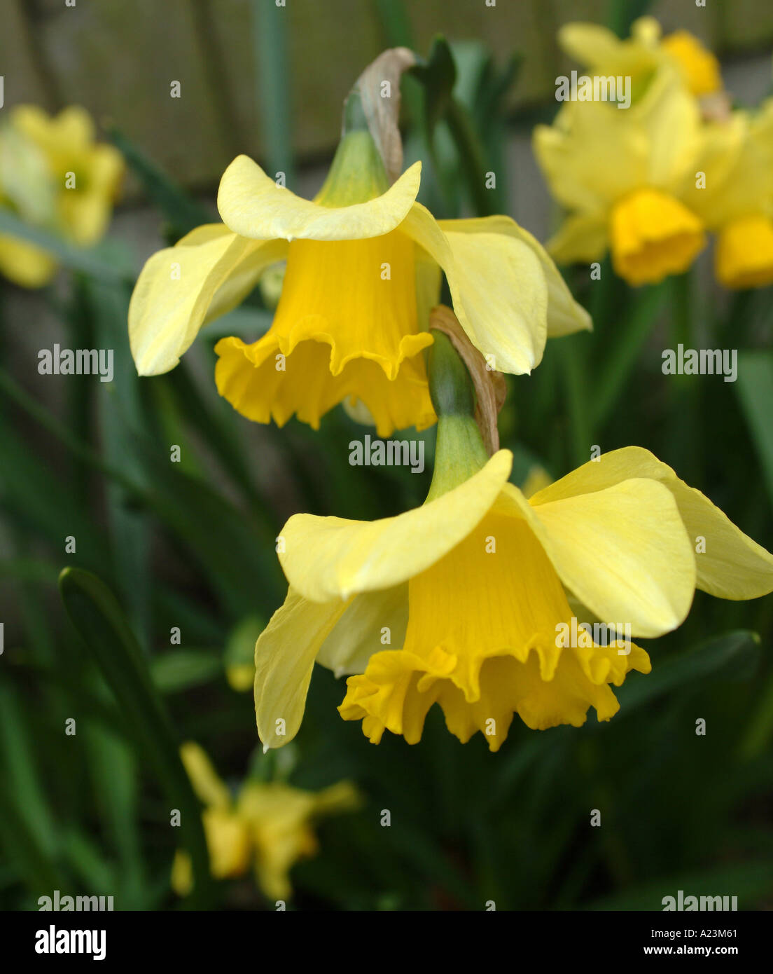 Closeup of Daffodils in Early Spring Bloom in a Cheshire Garden England ...