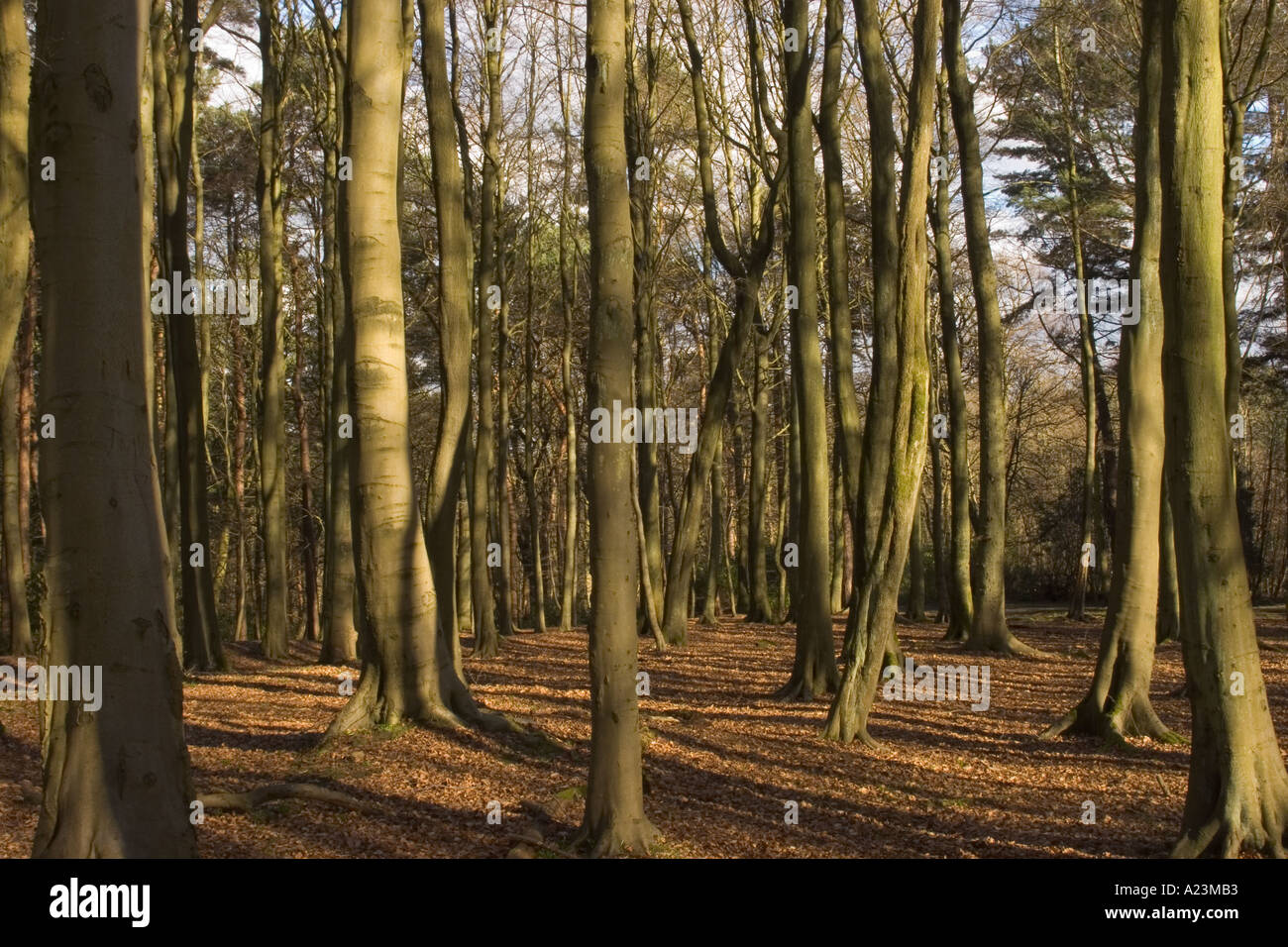 Sunlight through trees pollock park glasgow scotland Stock Photo - Alamy