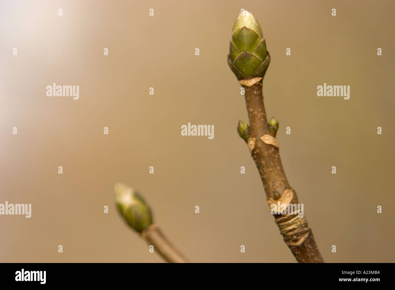 First bud hi-res stock photography and images - Alamy