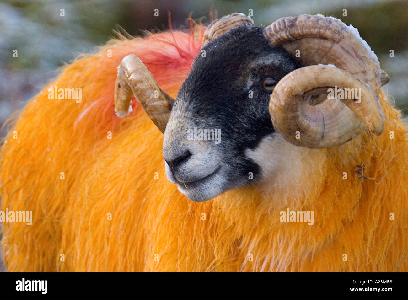 Orange Coloured Sheep
