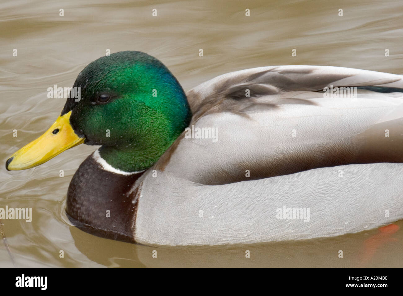 side portrait of duck Stock Photo - Alamy