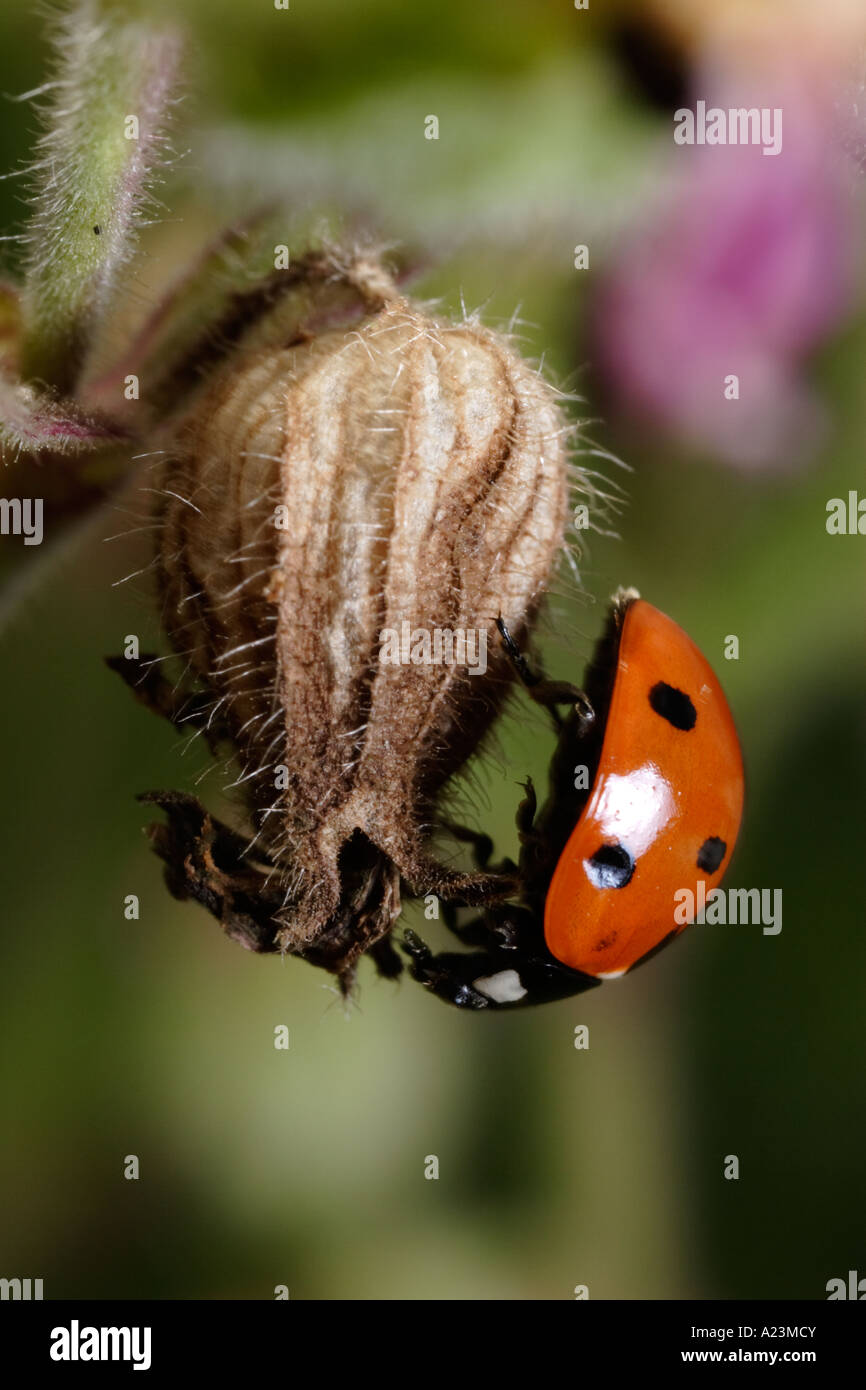 Ladybird side view hi-res stock photography and images - Alamy