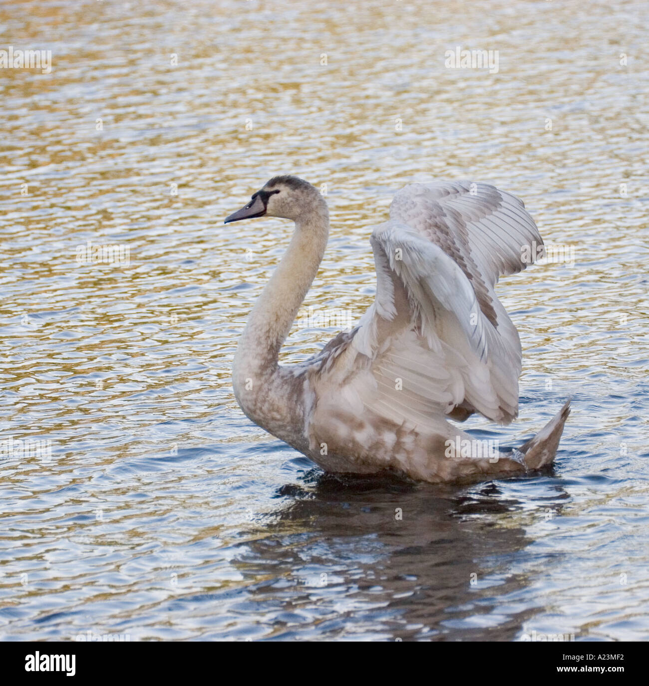 Swan ruffling feathers hi-res stock photography and images - Alamy