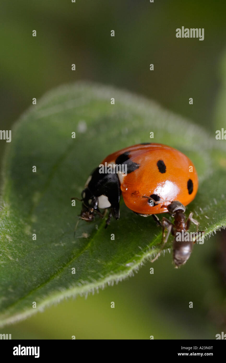 Seven spot ladybug attacked ants hi-res stock photography and images ...