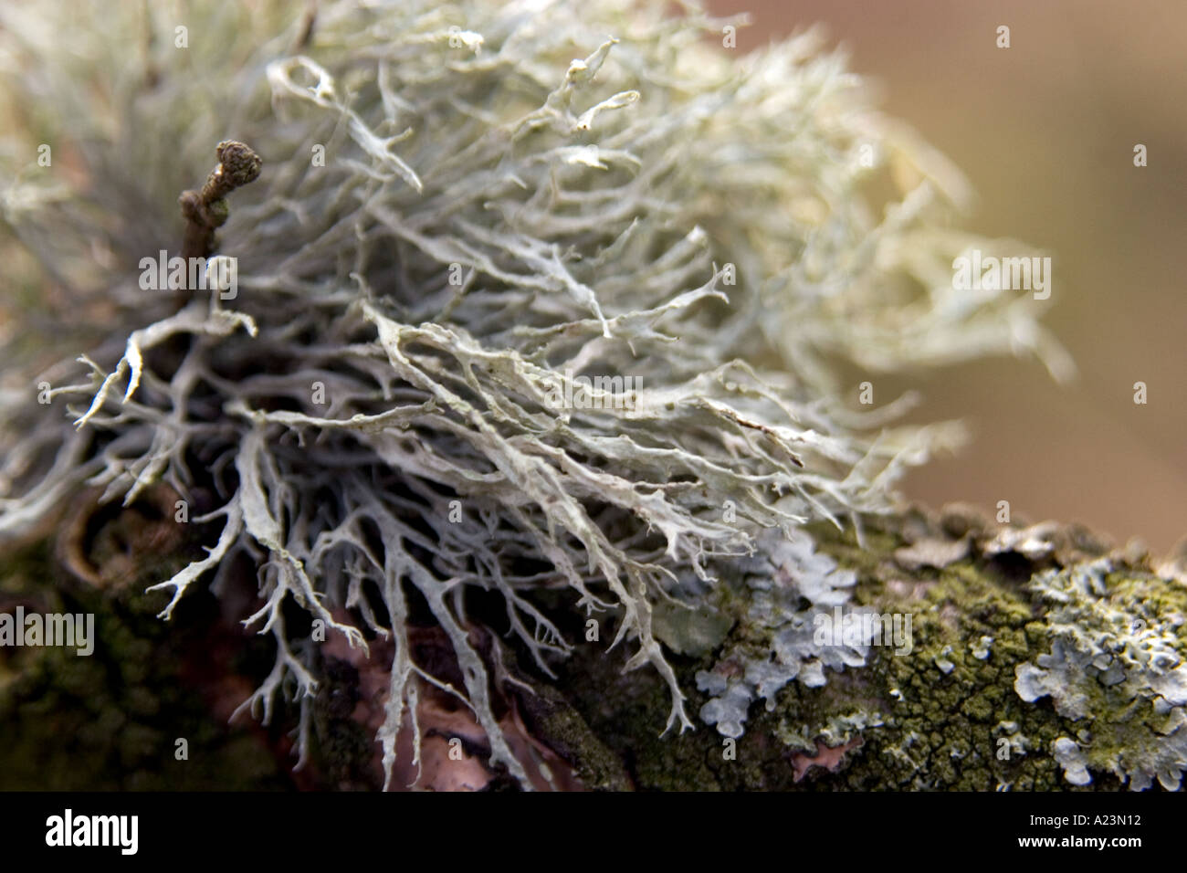 lichen on tree branch Stock Photo - Alamy