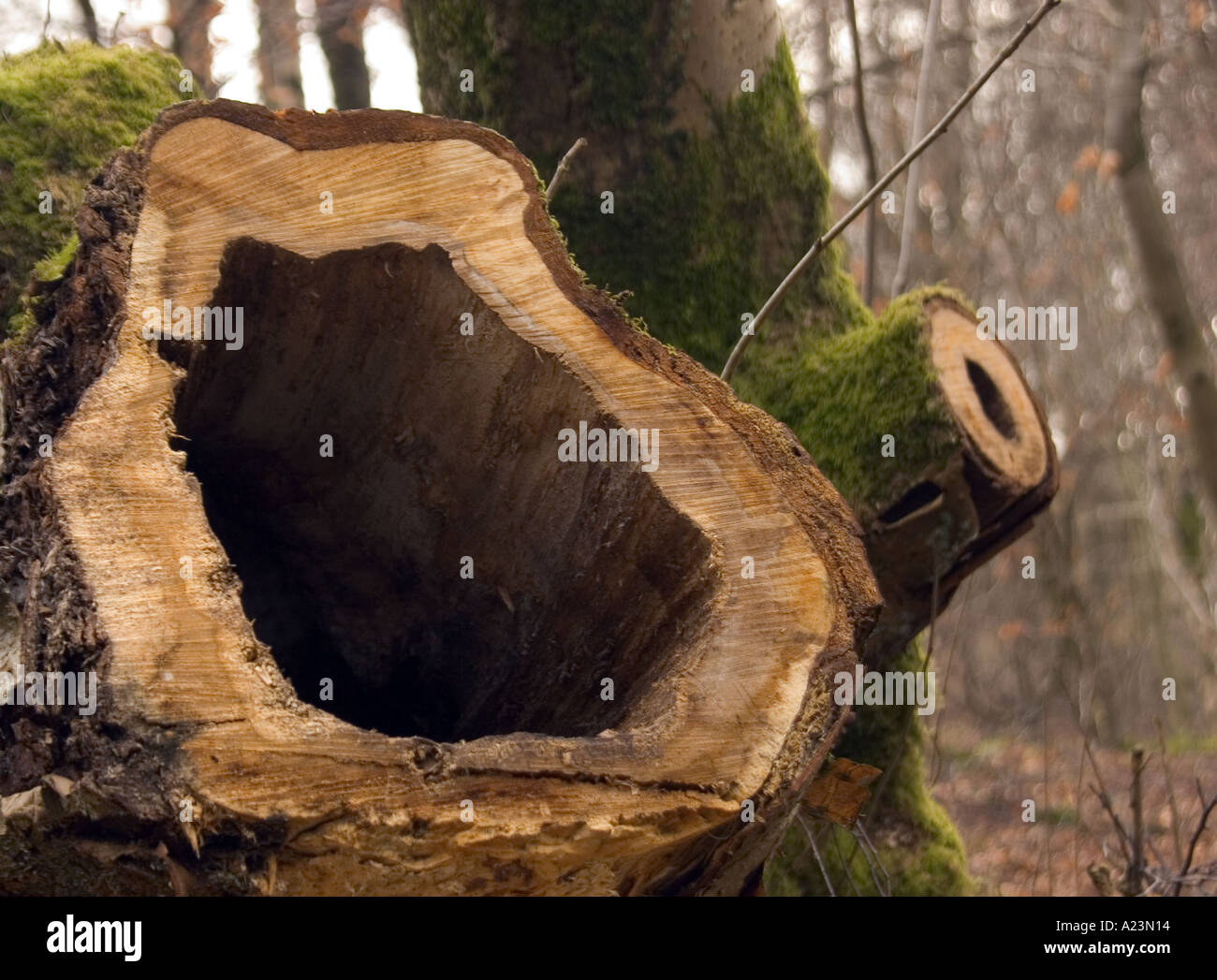 Hollow trunk style hi-res stock photography and images - Alamy
