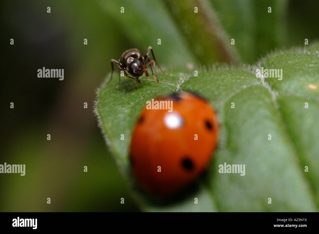 A seven spot ladybug is attacked by ants (black garden ant, Lasius ...