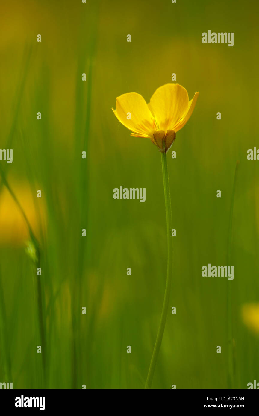Flower amongst grasses hi-res stock photography and images - Alamy