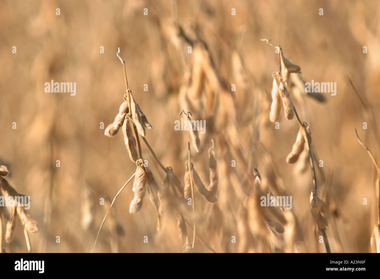 Dry soybeans ready for harvesting Stock Photo - Alamy
