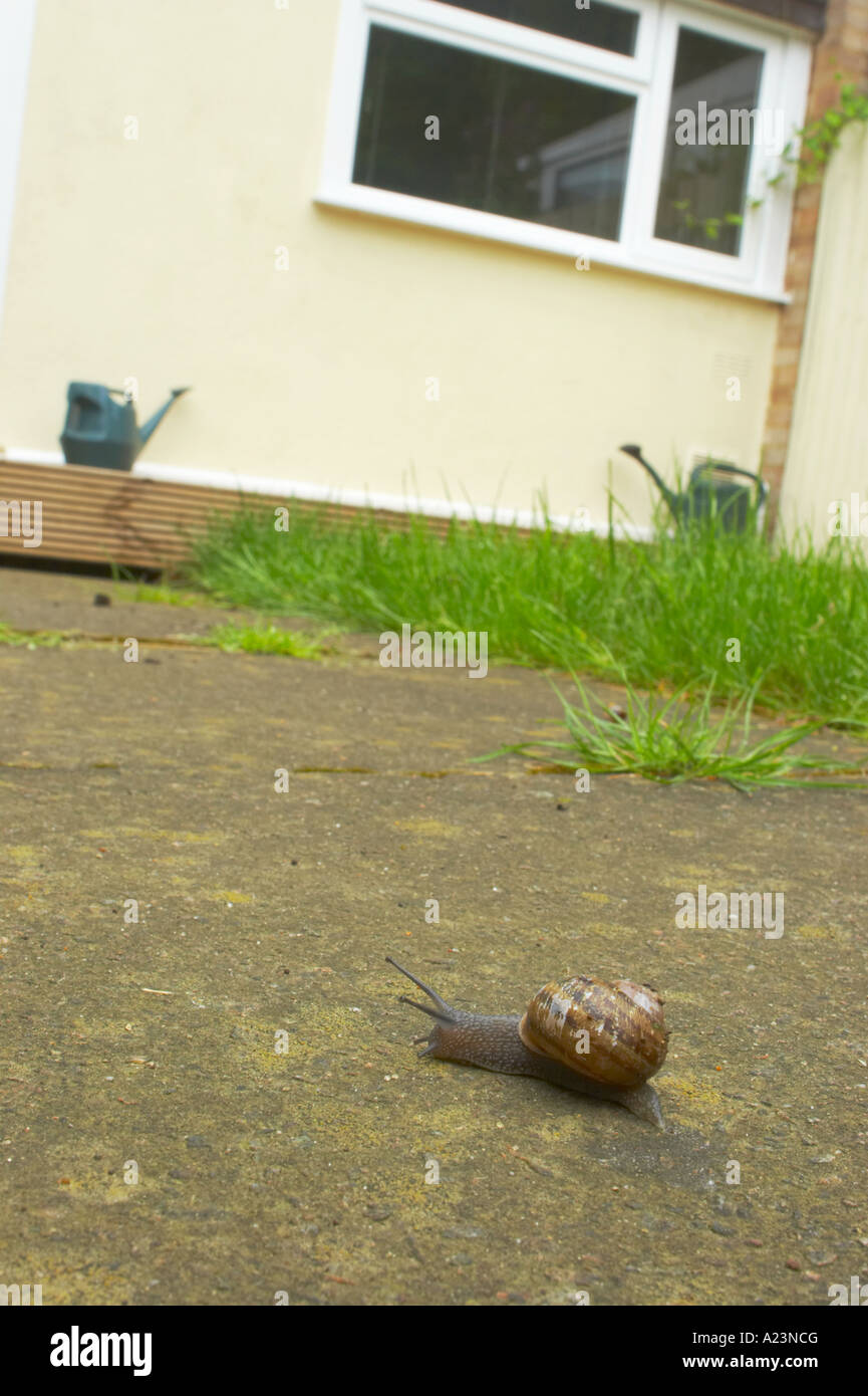 Garden snail crossing garden path Stock Photo - Alamy