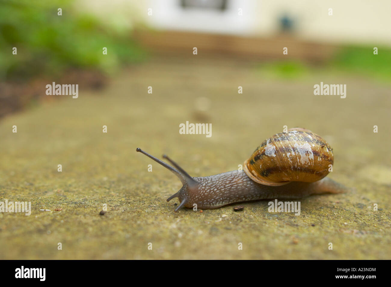 Garden snail crossing garden path Stock Photo - Alamy