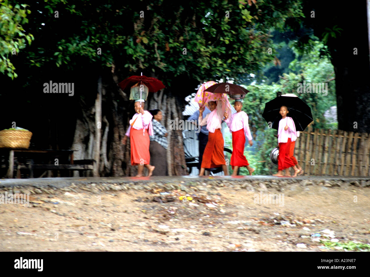 pink and red robed Burmese nuns walking in the monsoon rain Stock Photo ...