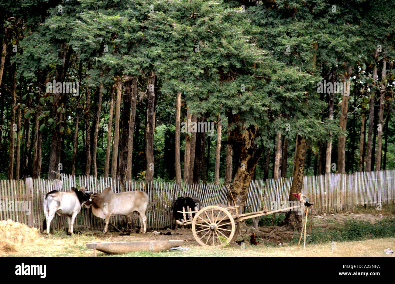 Teak plantation of young trees to replace felled timber in Northern ...