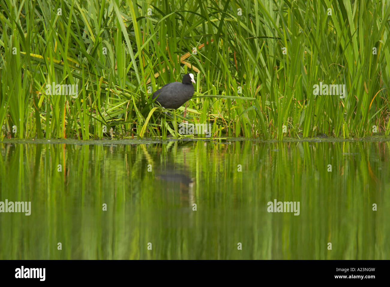 On river lee hi-res stock photography and images - Alamy