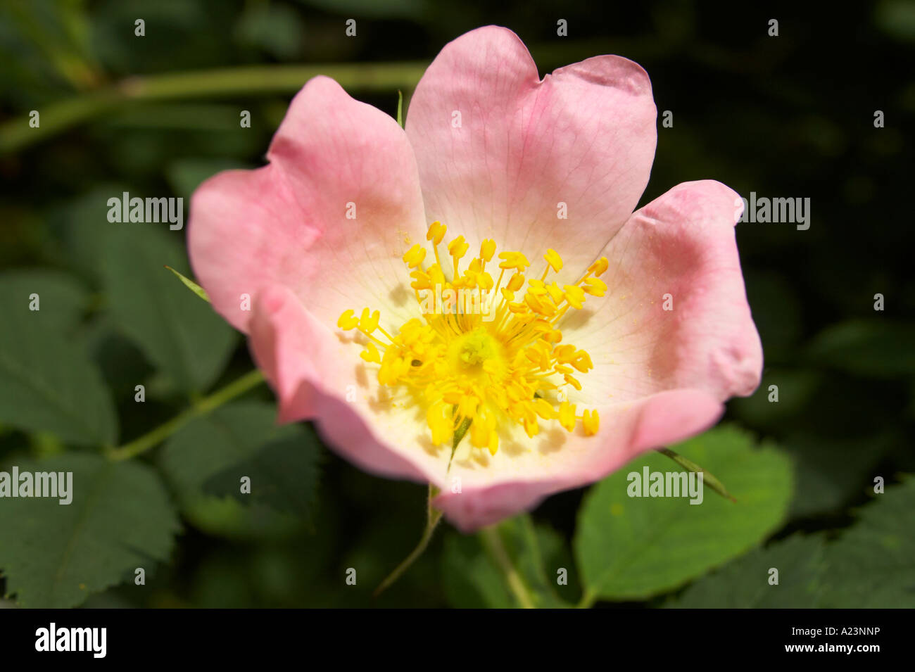 Dog Rose flower Stock Photo - Alamy