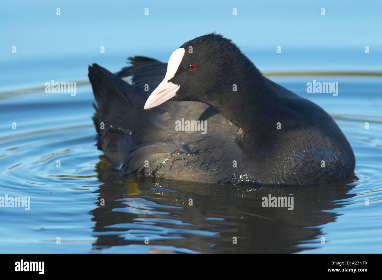 Coot preening on pond Stock Photo - Alamy