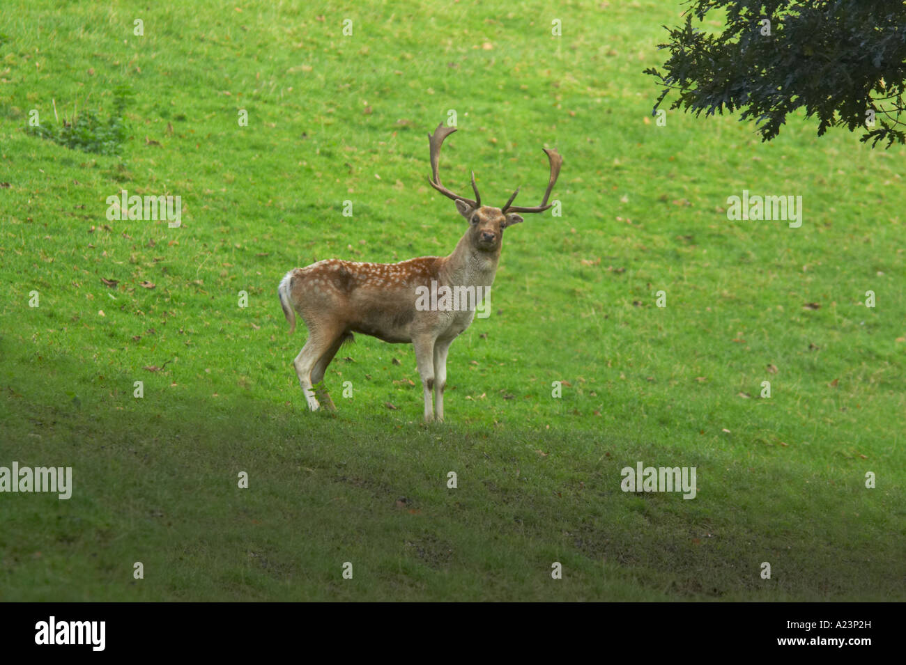 Fallow deer stag on grassland Stock Photo - Alamy