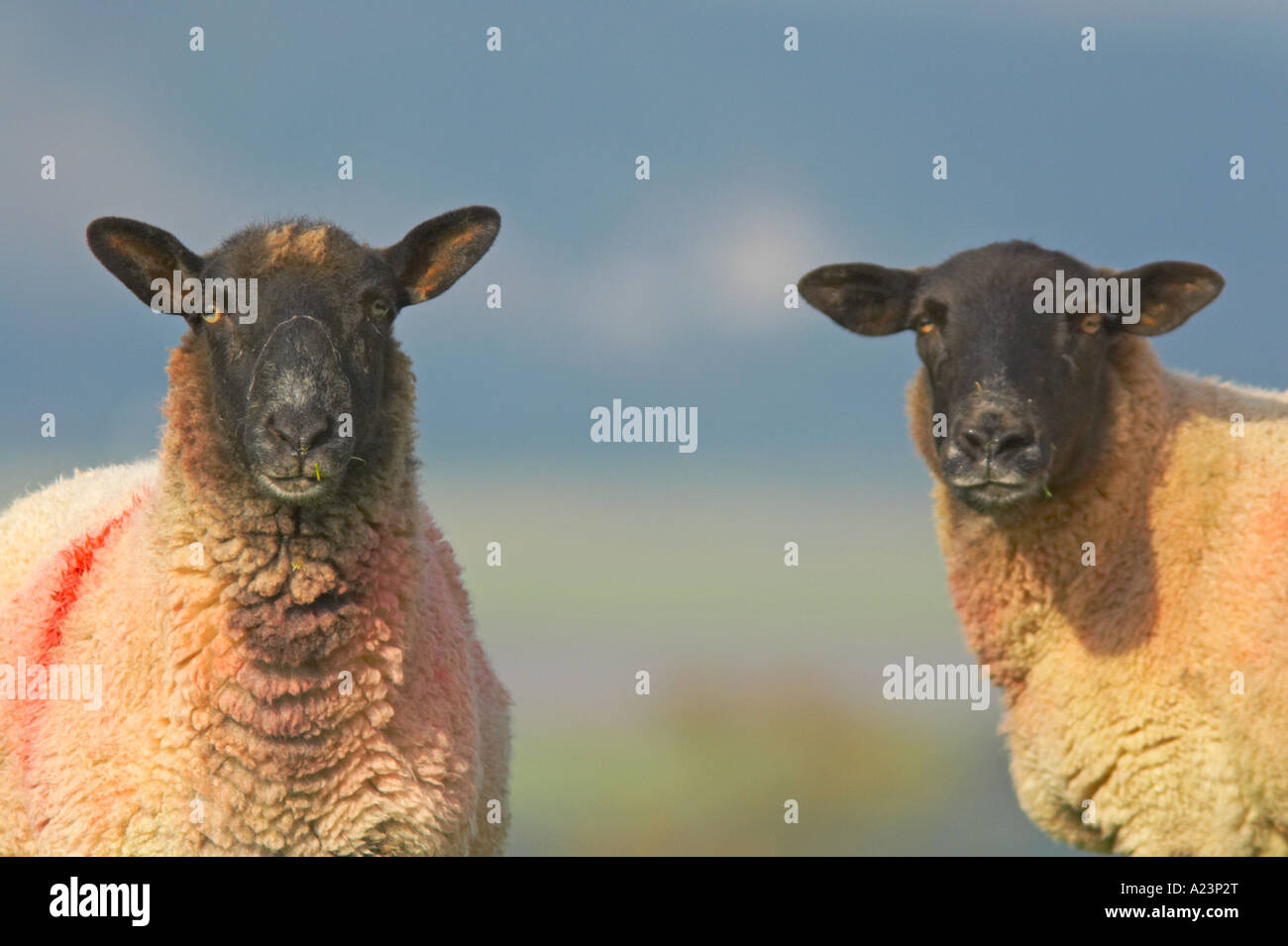 Two sheep looking at camera Stock Photo - Alamy