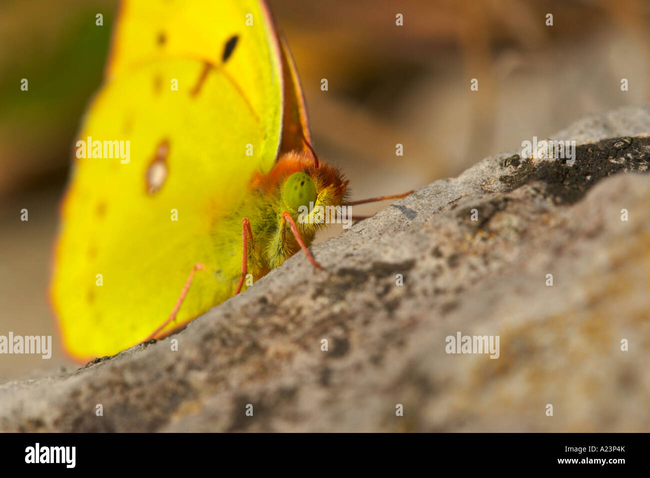 Clouded yellow butterfly head on Stock Photo - Alamy
